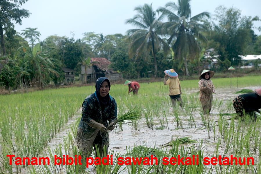 Tradisi Khasa Suku Semende, Tanam Padi Sawah Sekali Setahun
