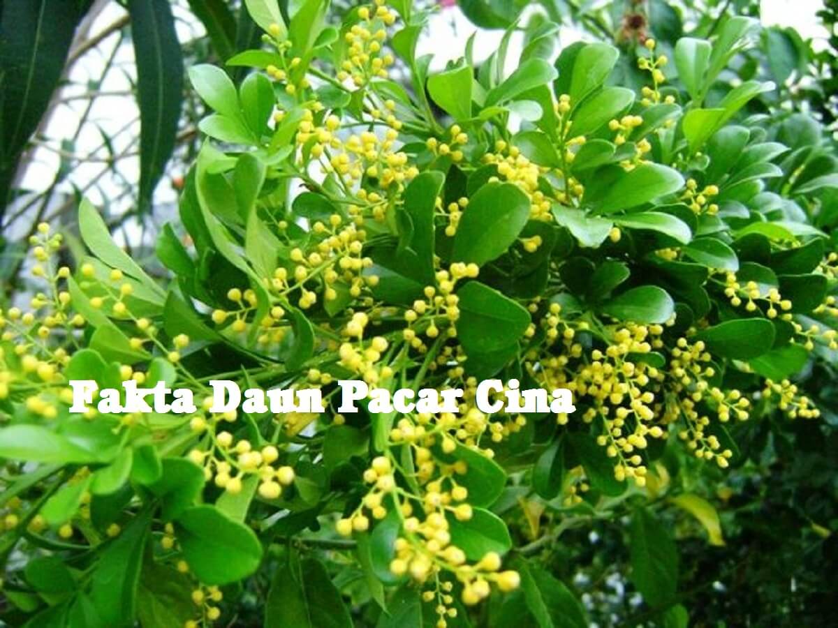 Daun Pacar Cina Obat Tradisional Ginjal dan Diabetes, Berikut Cara ...