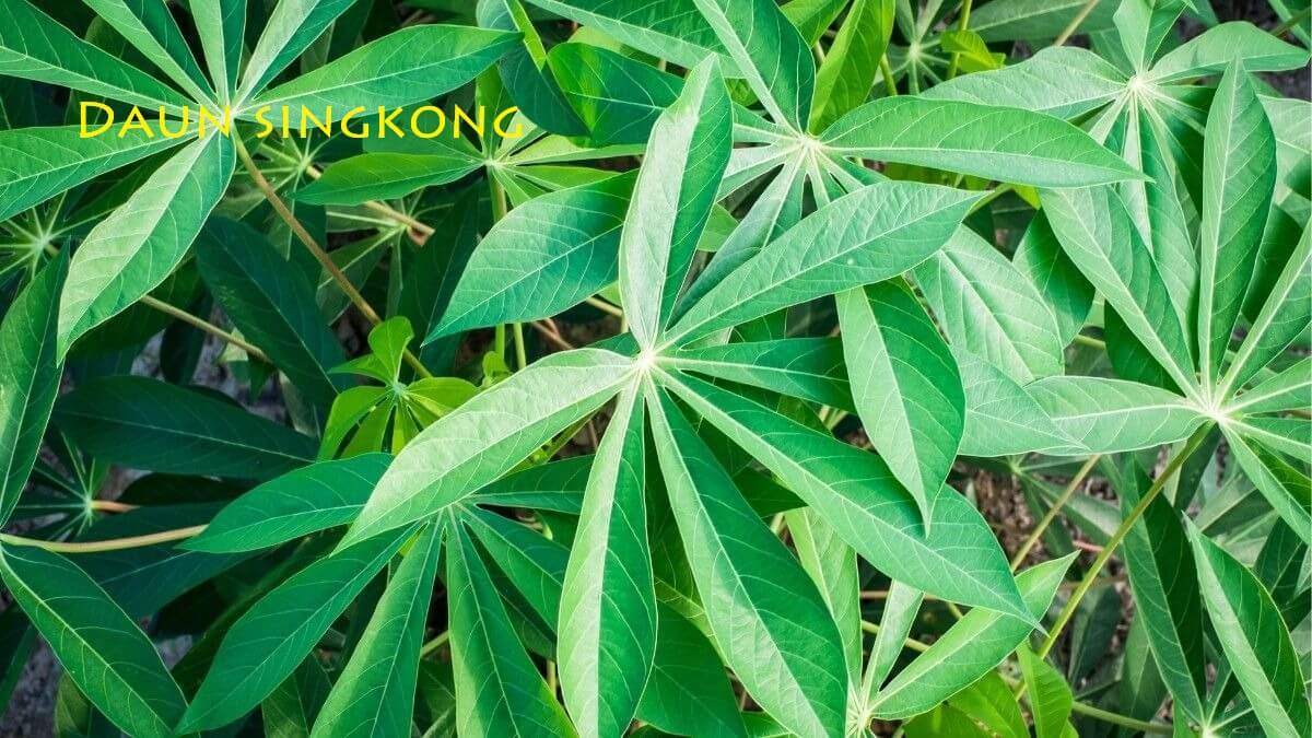 Tak Banyak yang Tahu! Selain Jadi Masakan Enak, Ini 13 Manfaat Daun Singkong Untuk Kesehatan!